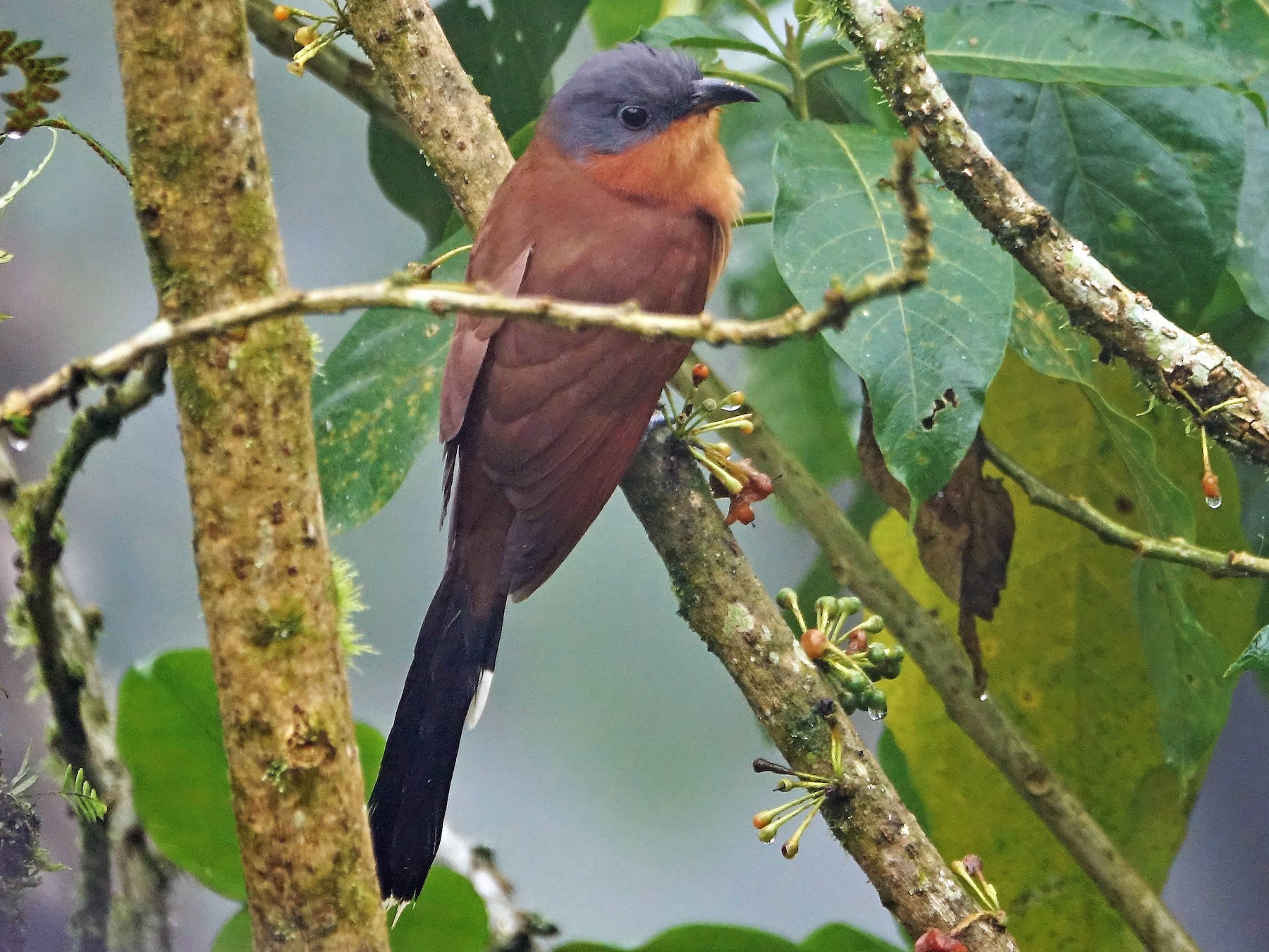 Gray-capped Cuckoo - eBird