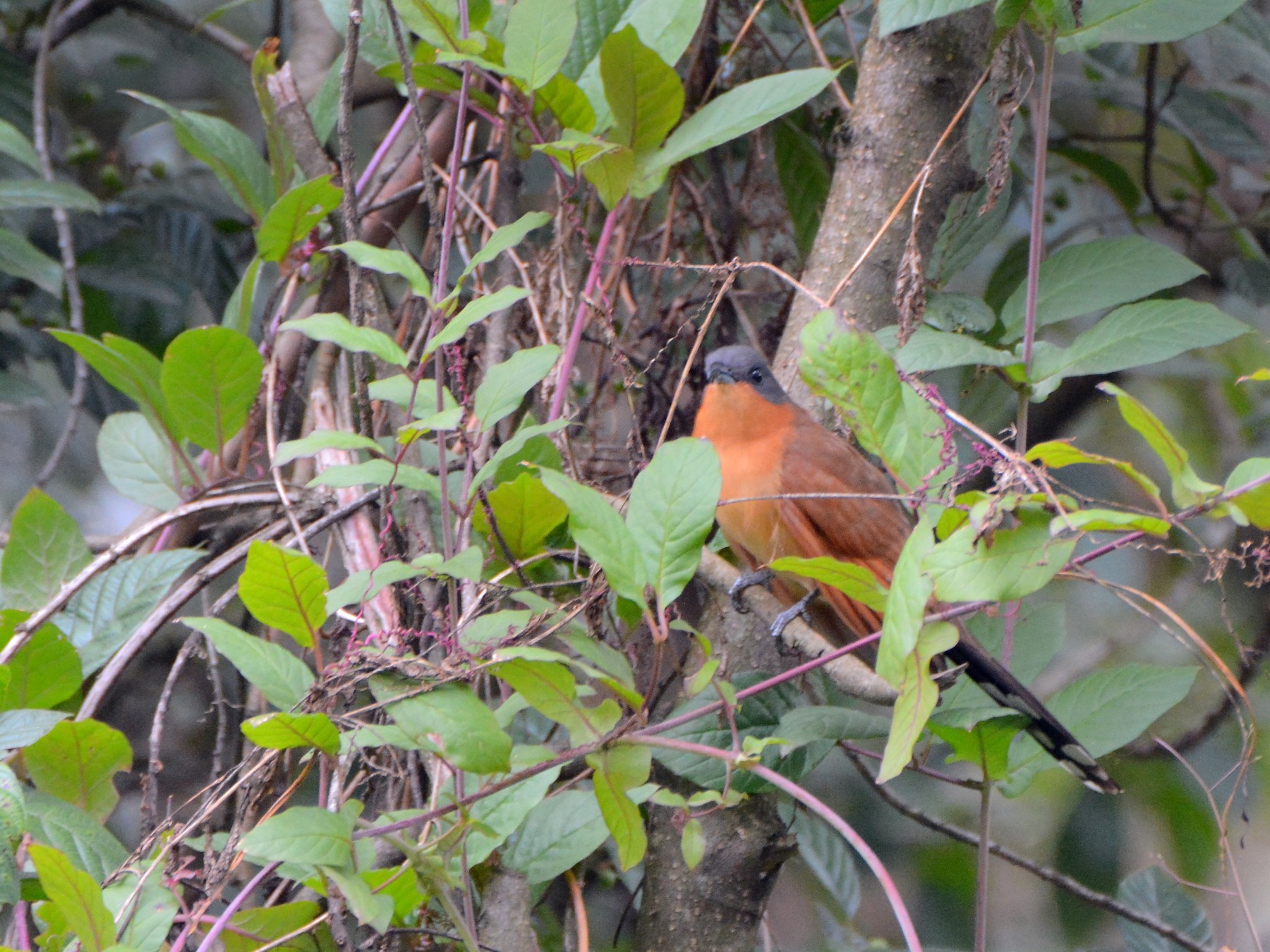 Gray-capped Cuckoo - eBird