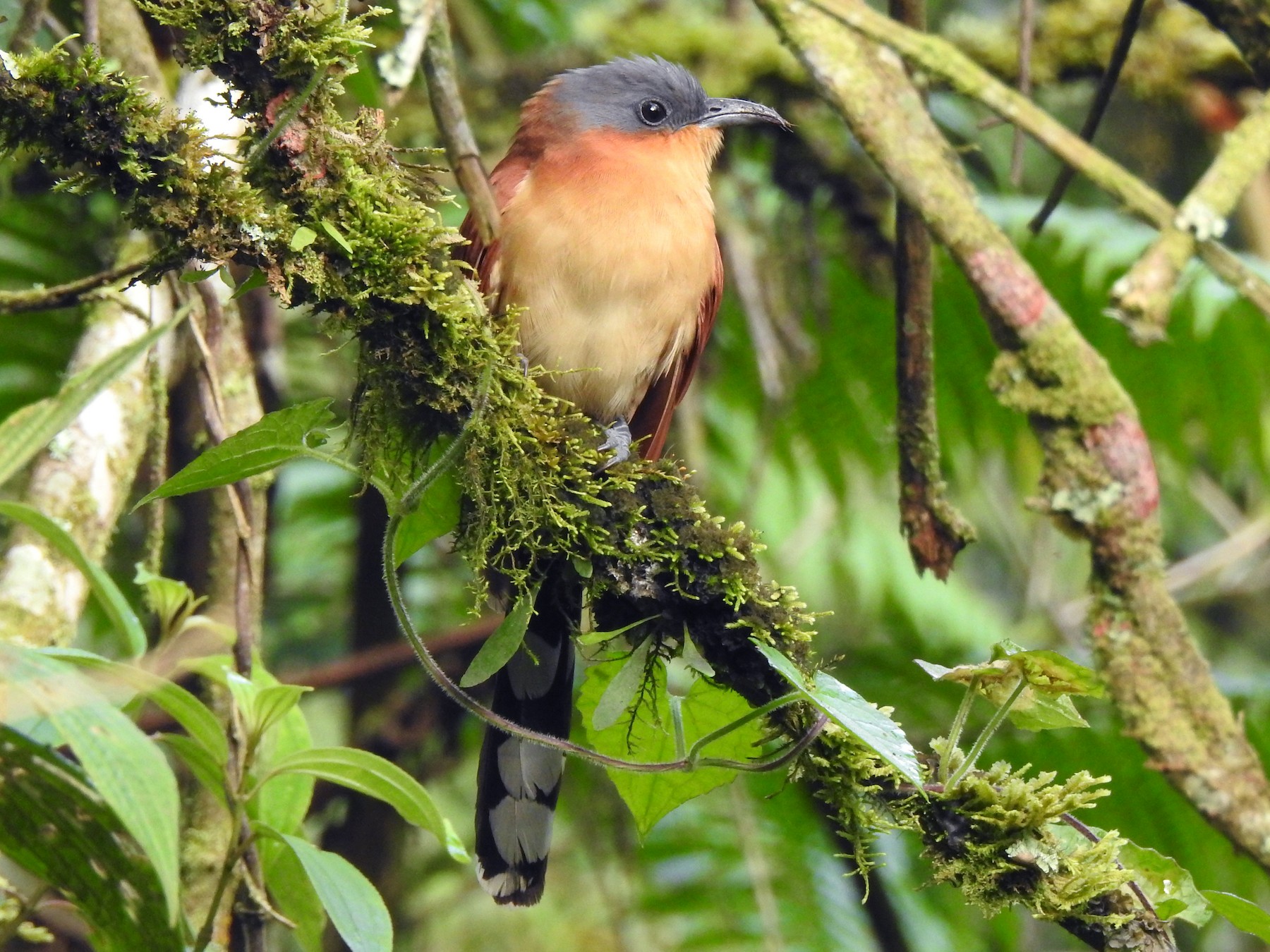 Gray-capped Cuckoo - eBird