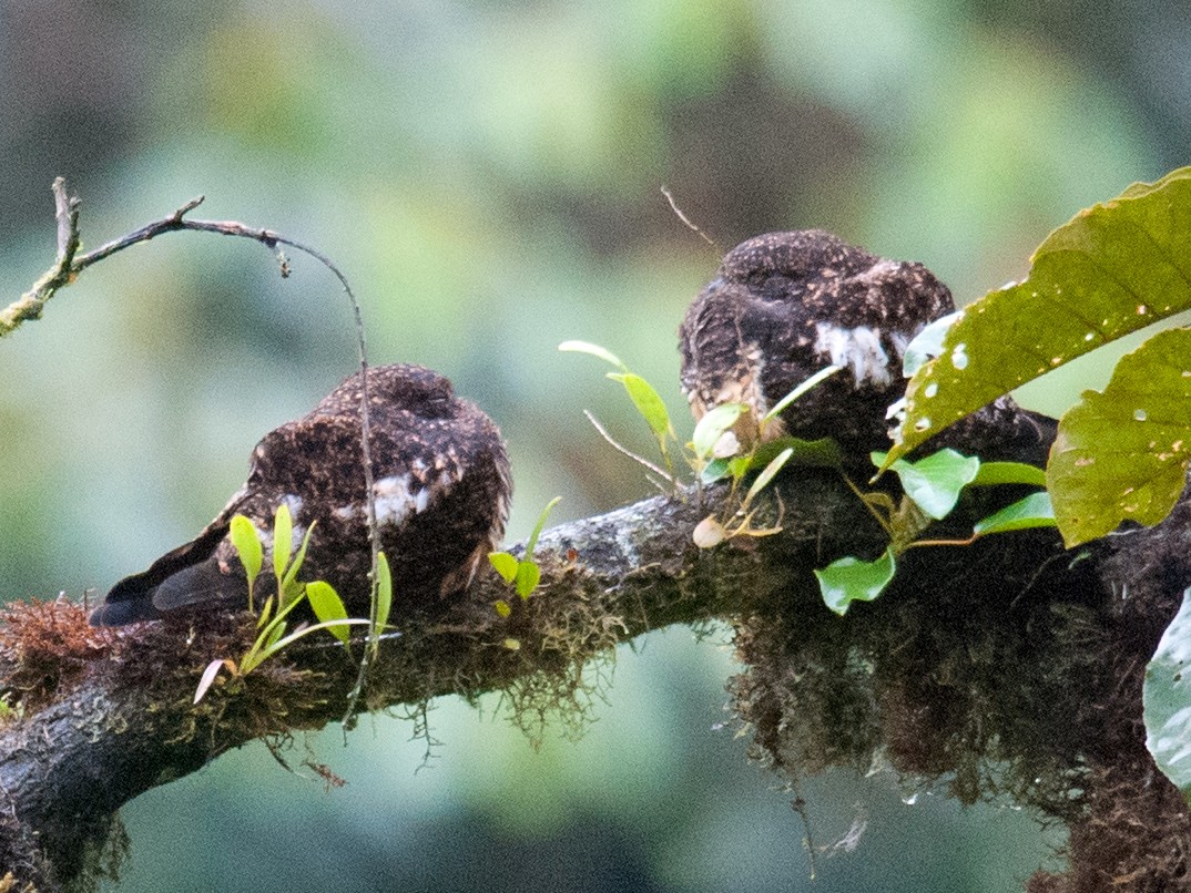 Rufous-bellied Nighthawk - eBird