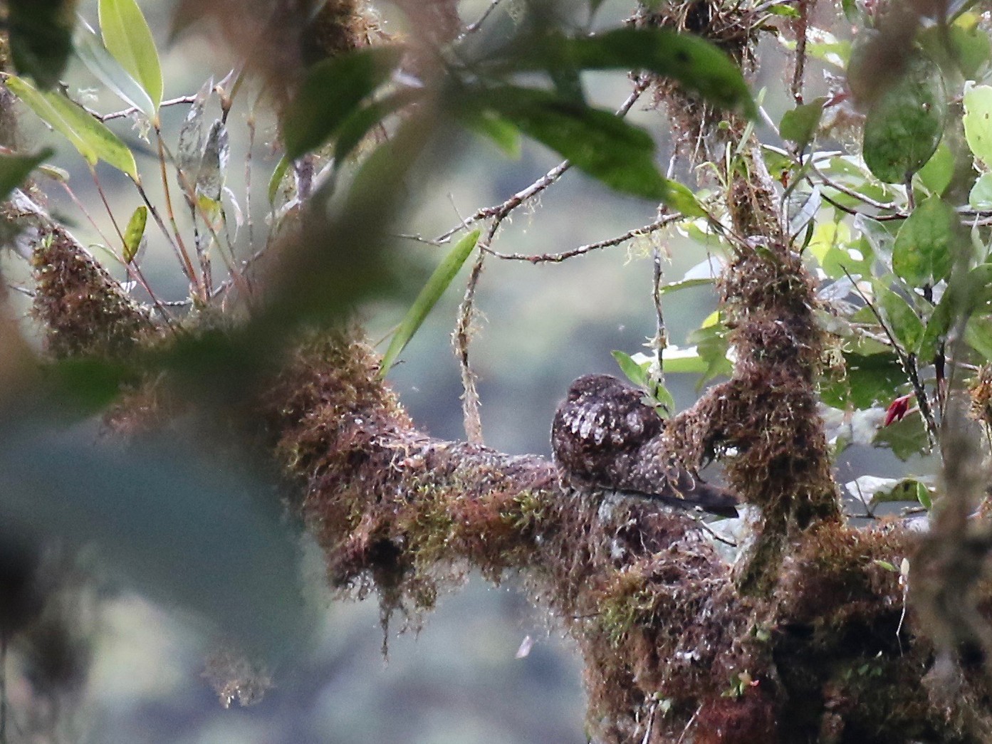 Rufous-bellied Nighthawk - eBird