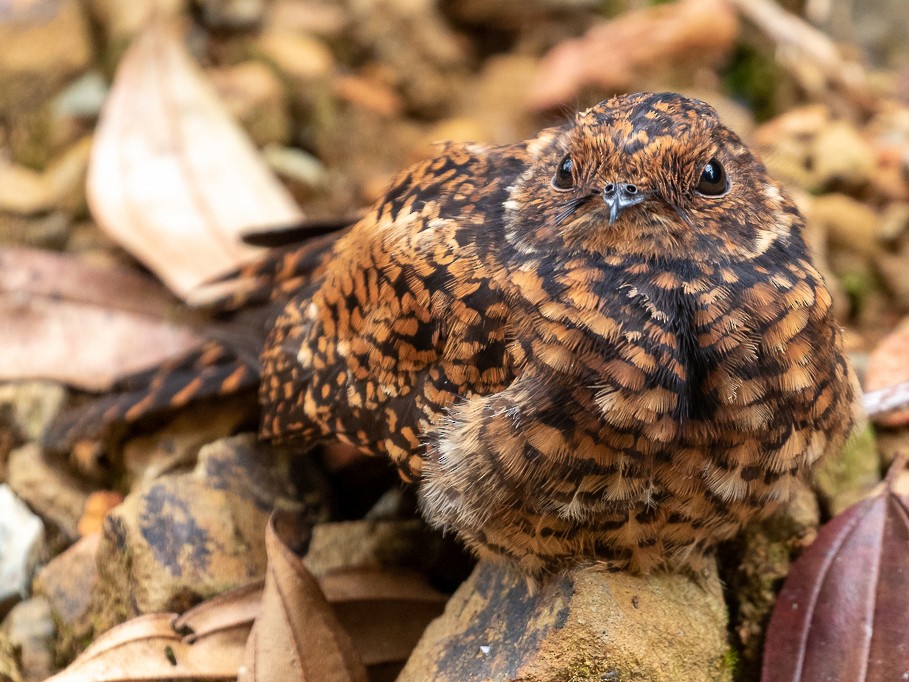 Swallow-tailed Nightjar - eBird