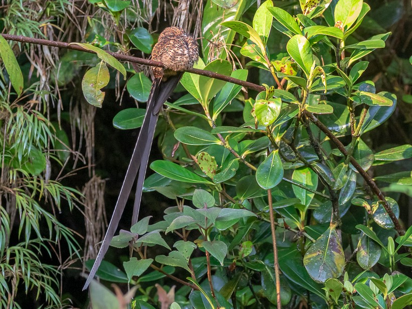 Swallow-tailed Nightjar - eBird