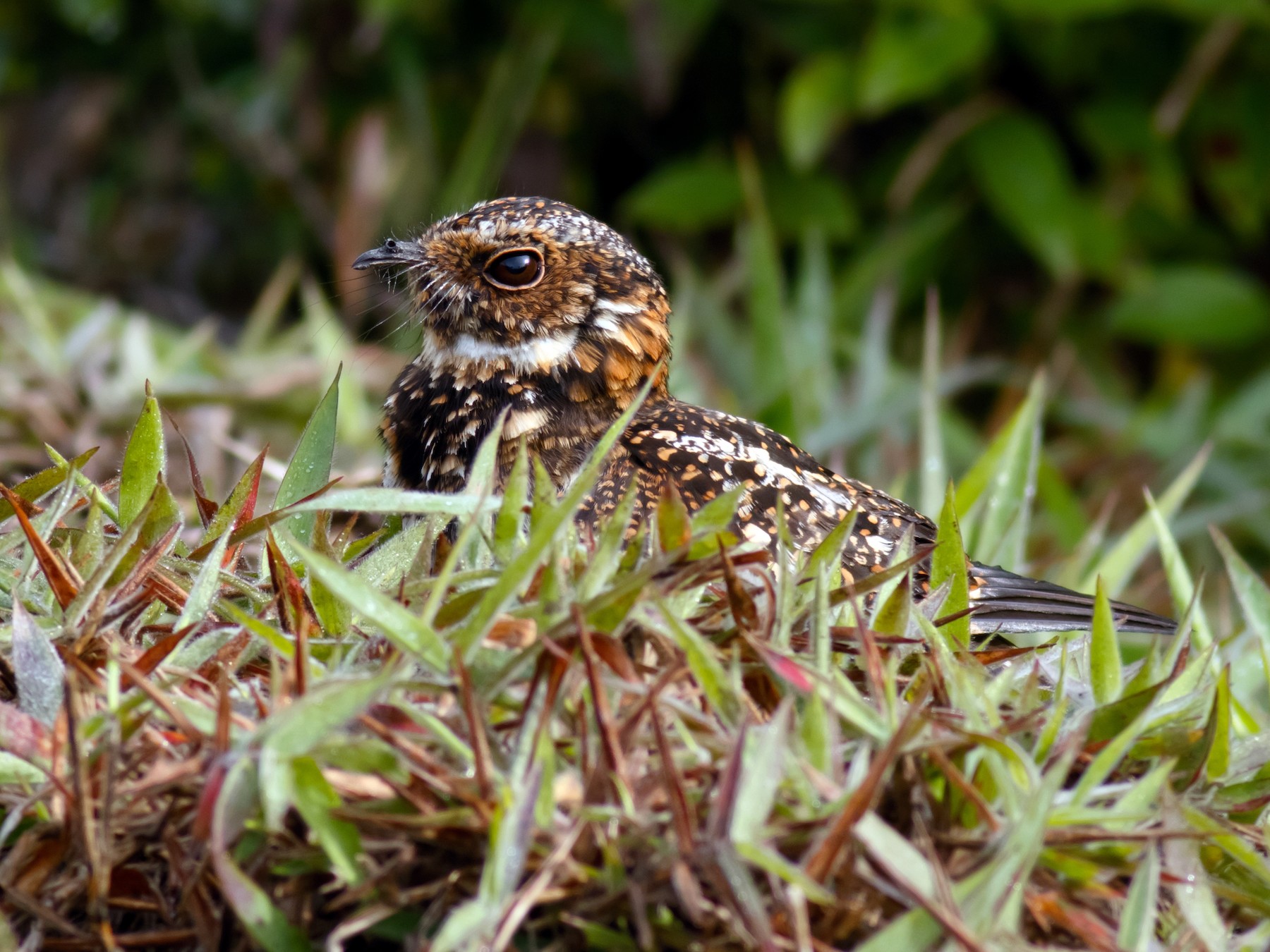 Swallow-tailed Nightjar - eBird