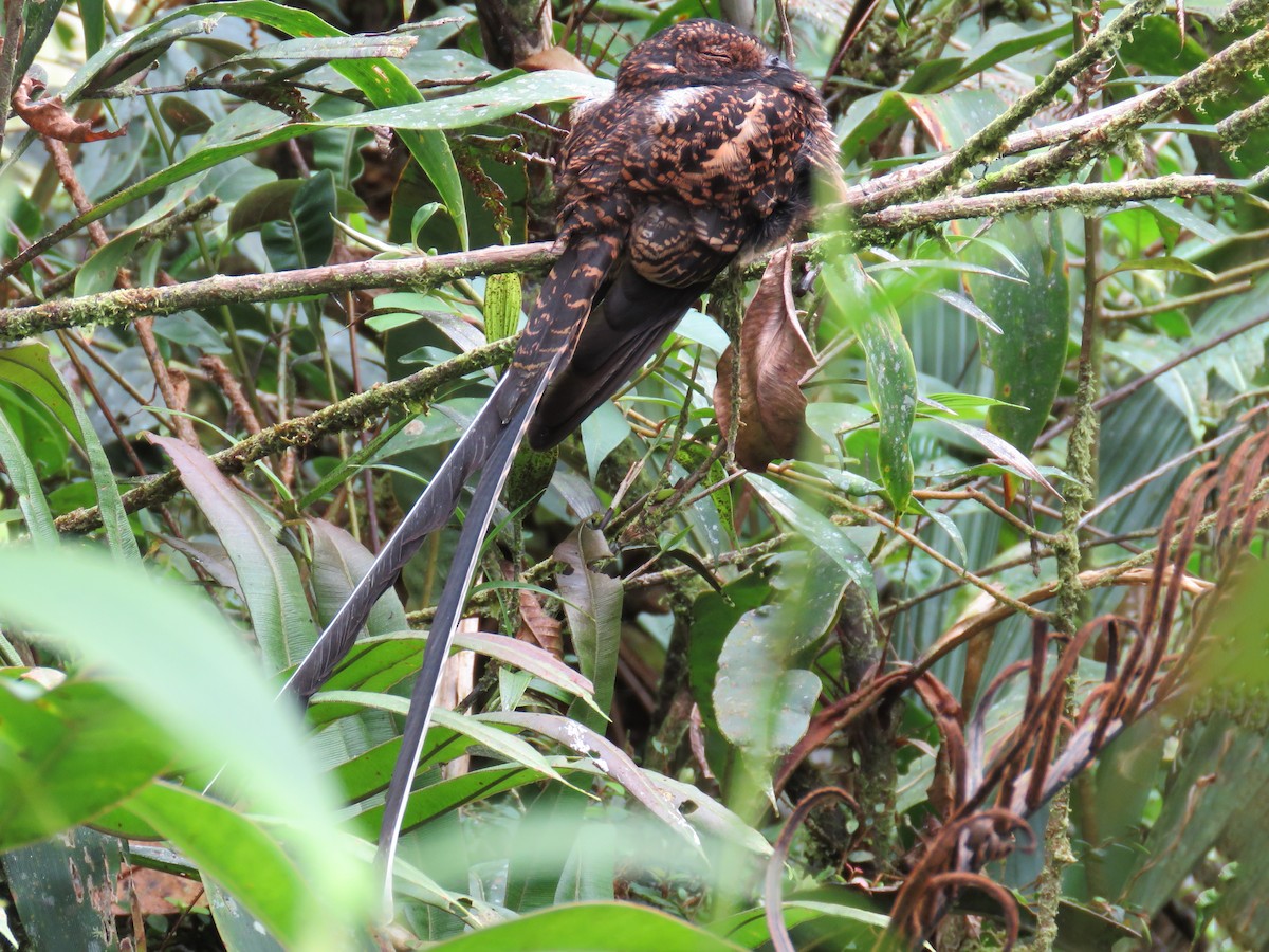 Swallow-tailed Nightjar - Uropsalis segmentata - Birds of the World