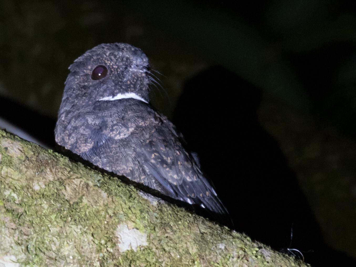 Choco Poorwill - eBird