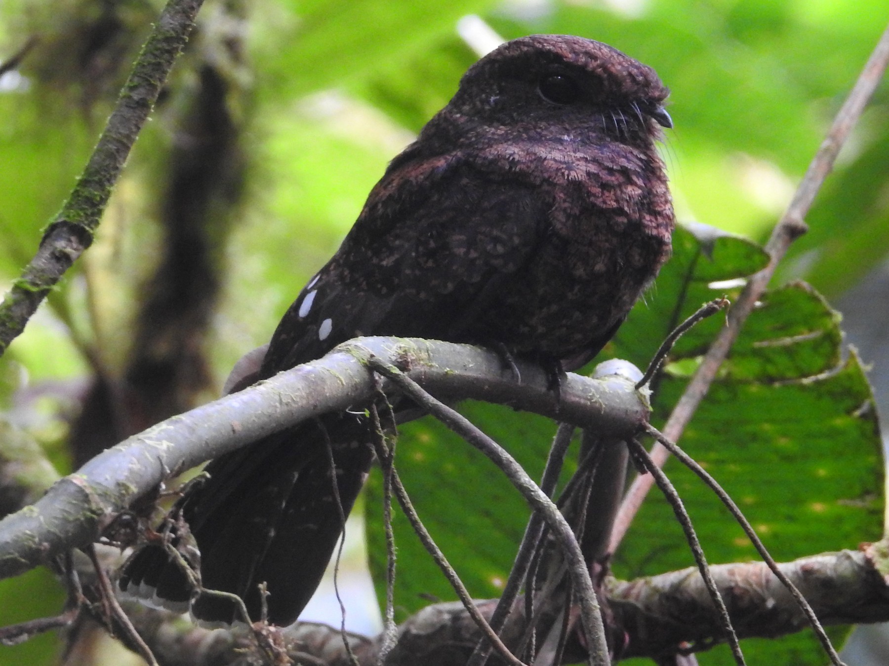 Choco Poorwill - eBird