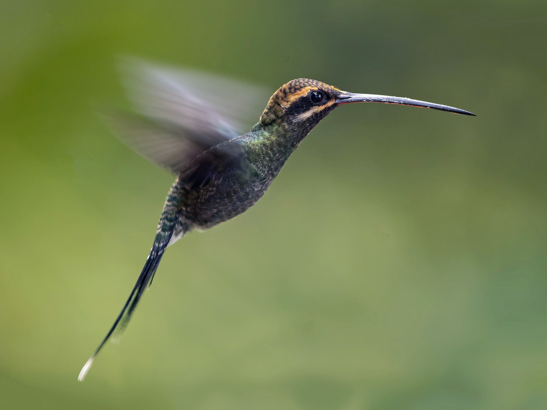 White-whiskered Hermit - eBird