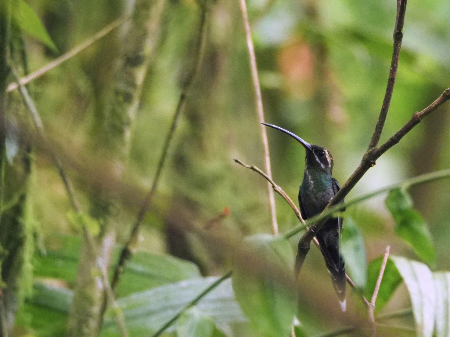 White-whiskered Hermit - eBird