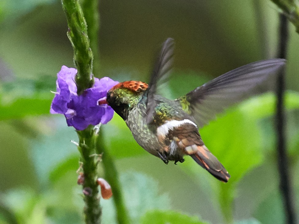 Spangled Coquette - eBird