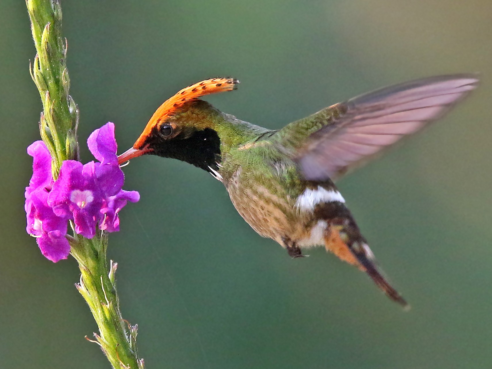 Spangled Coquette - eBird