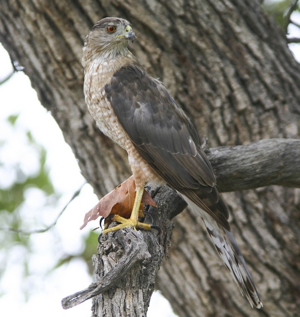 Coopers Hawk Head Photos Cooper's Hawk Astur Cooperii Birds Of