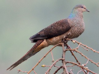 Barred Cuckoo-Dove - Macropygia unchall - Birds of the World