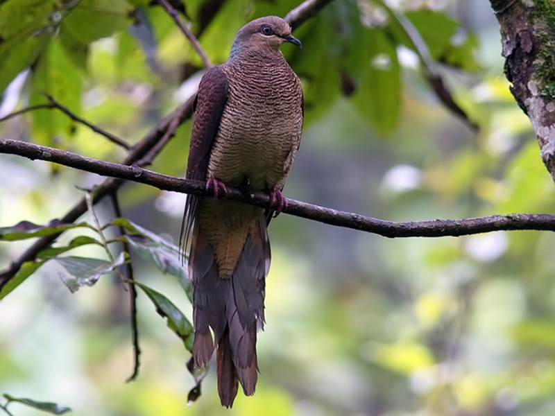 Barred Cuckoo-Dove - eBird