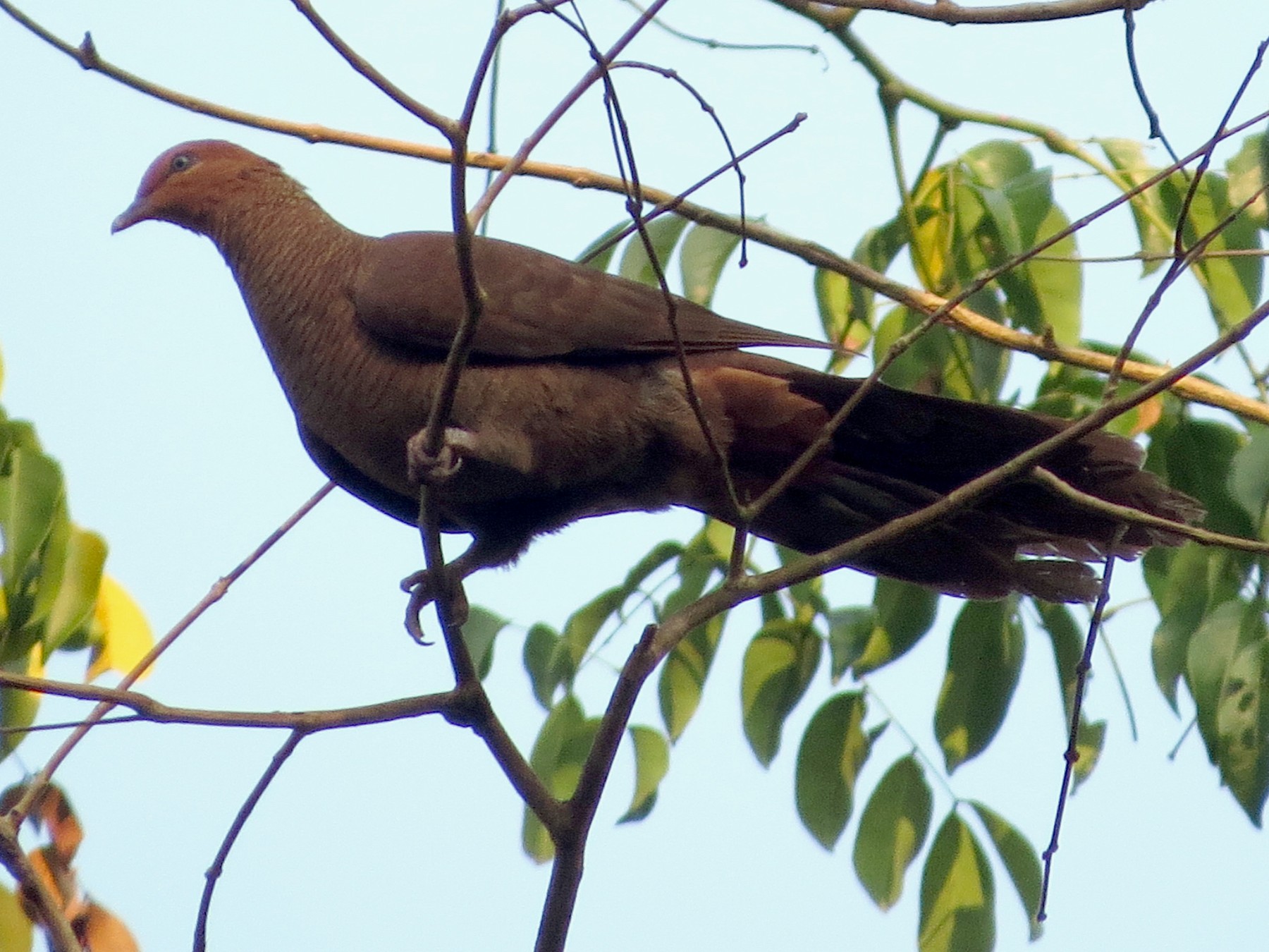 Andaman Cuckoo-Dove - eBird
