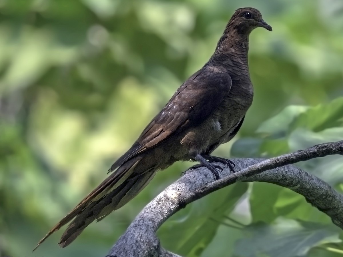 Andaman Cuckoo-Dove - Macropygia rufipennis - Birds of the World
