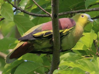 Ashy-headed Green-Pigeon - eBird