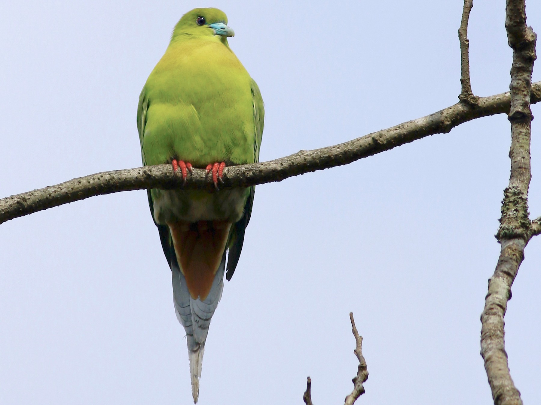 Pin-tailed Green-Pigeon - eBird