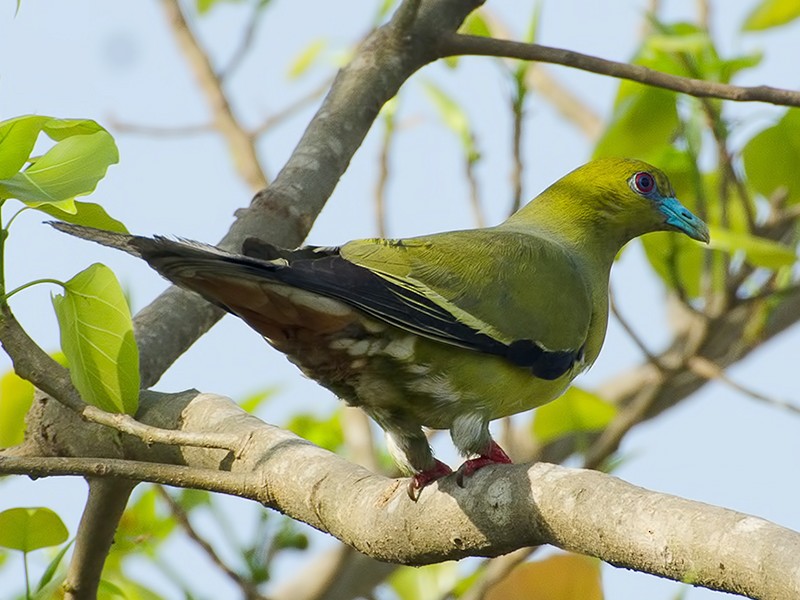 Pin-tailed Green-Pigeon - eBird