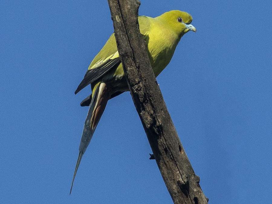 Pin-tailed Green-Pigeon - eBird