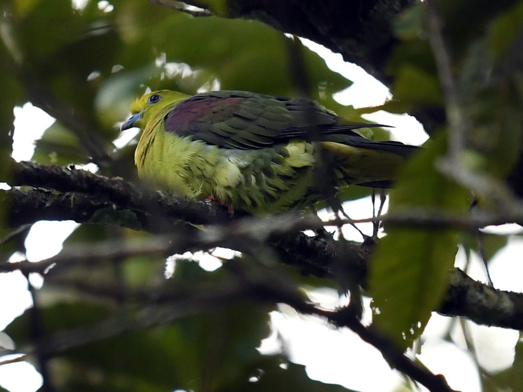 Colombar chanteur - eBird