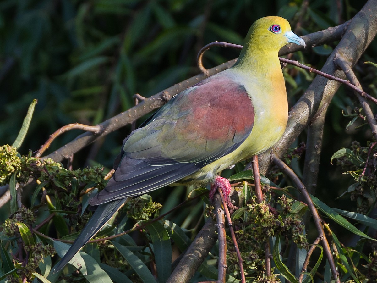 Wedge-tailed Green-Pigeon - Treron sphenurus - Birds of the World