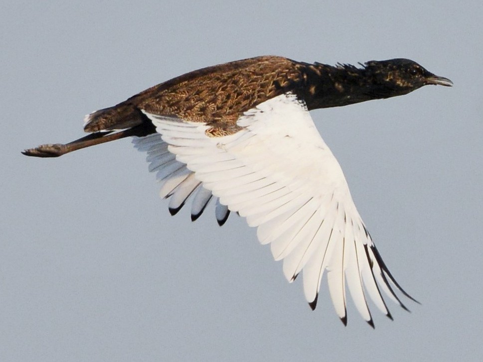Bengal Florican - eBird