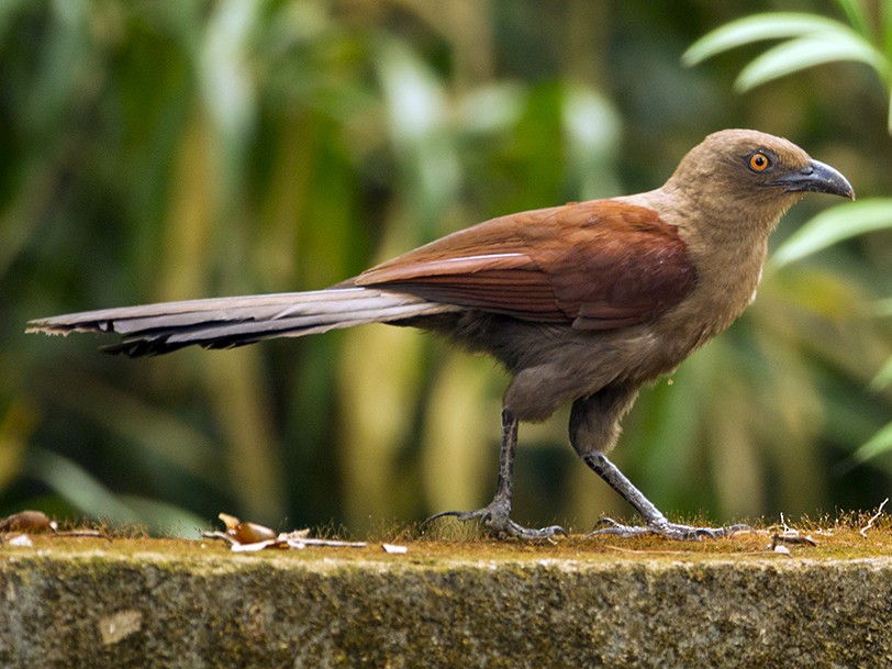 Cucal de Andamán - eBird