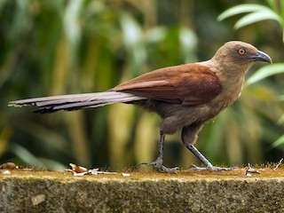 Andaman Coucal - Centropus andamanensis - Birds of the World