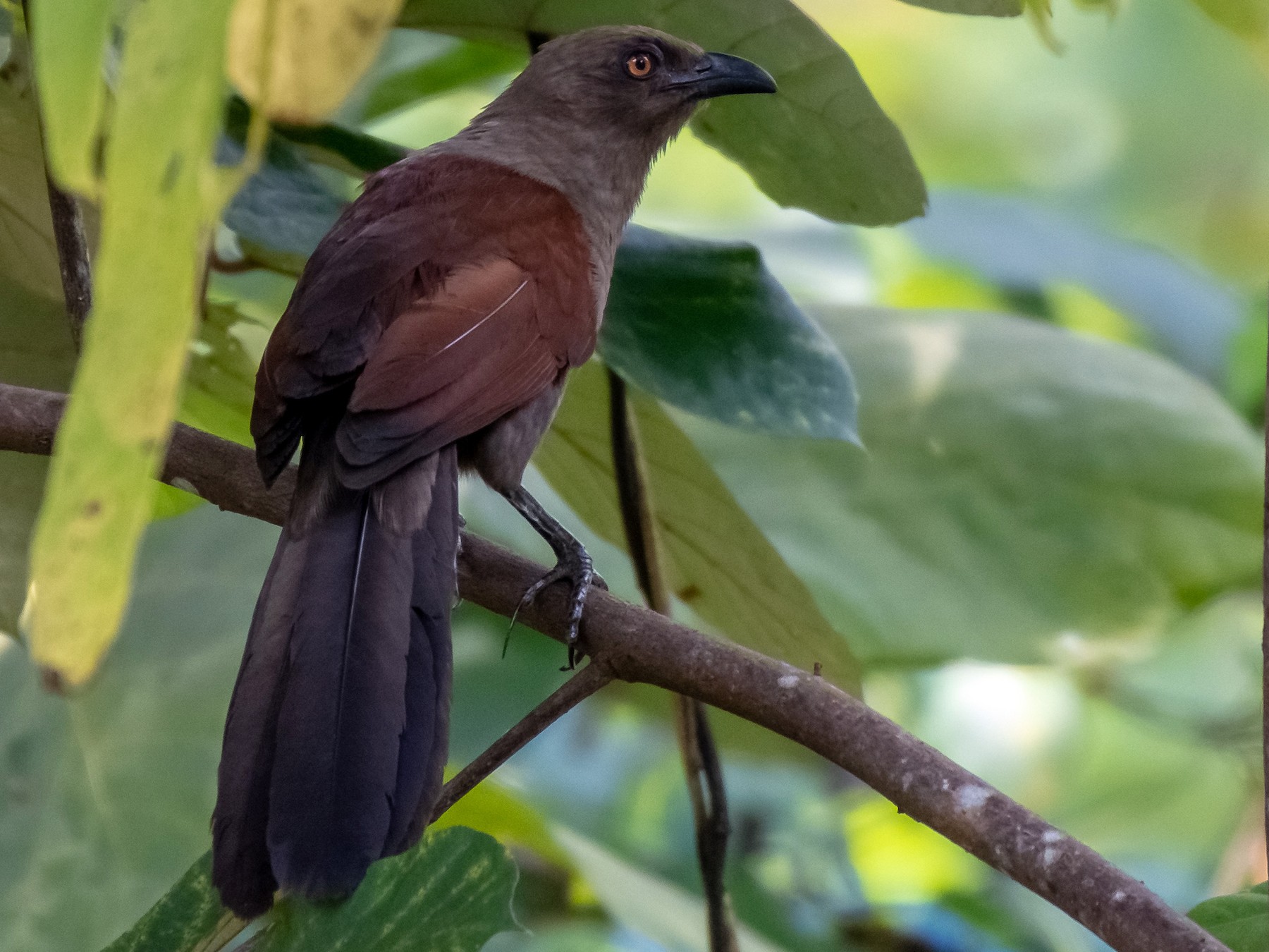 Andaman Coucal - eBird