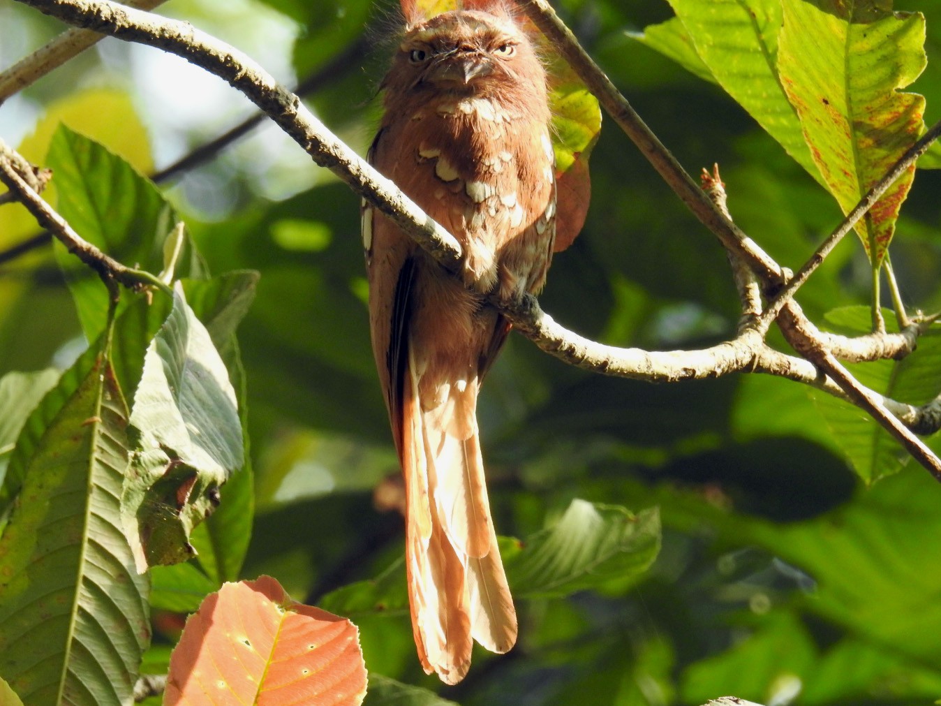 Podargo Colilargo - eBird