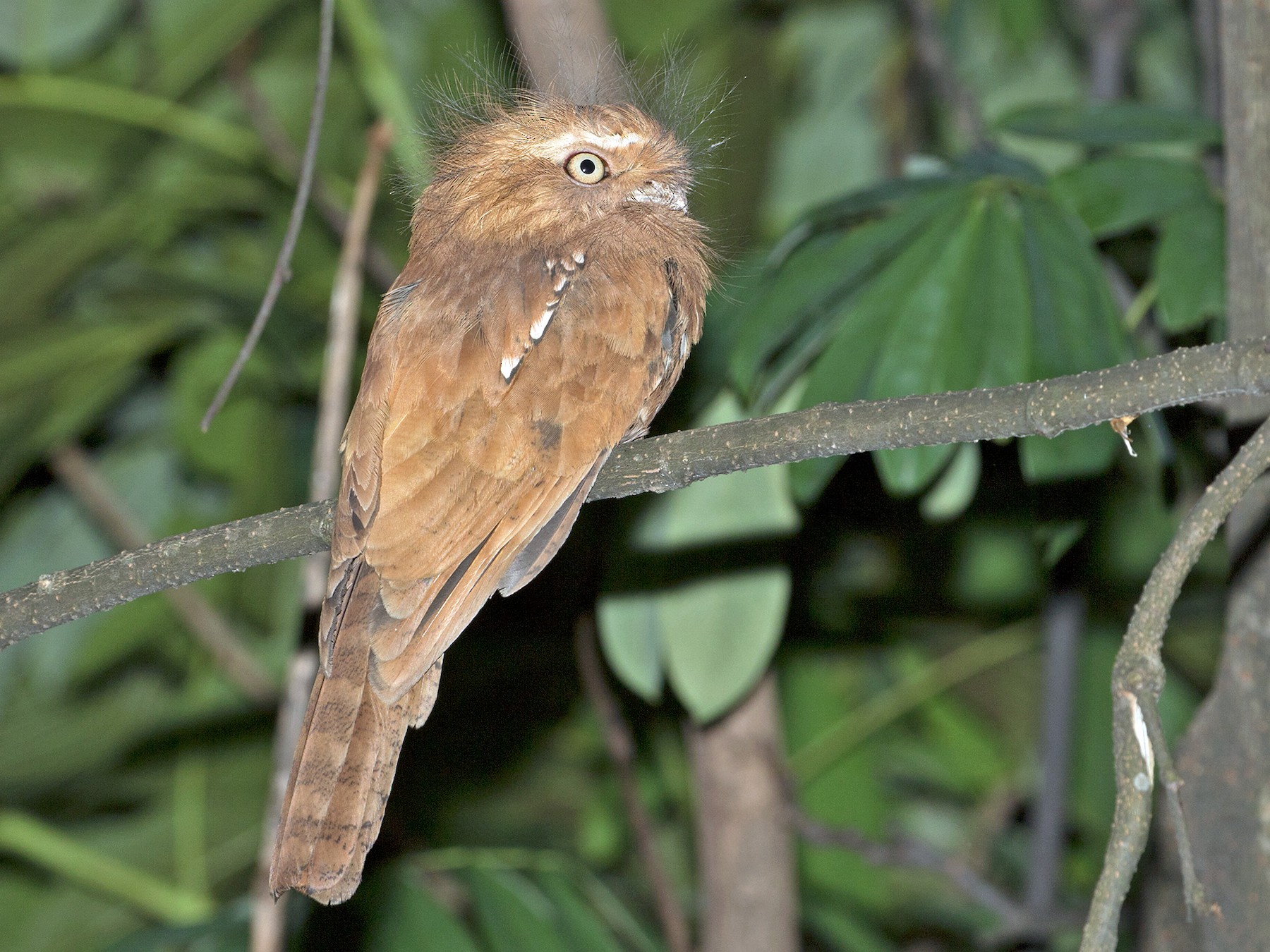 Podargo Colilargo - eBird