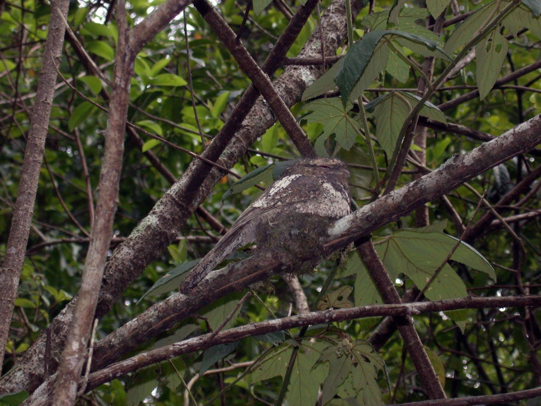Podarge de Hodgson - eBird