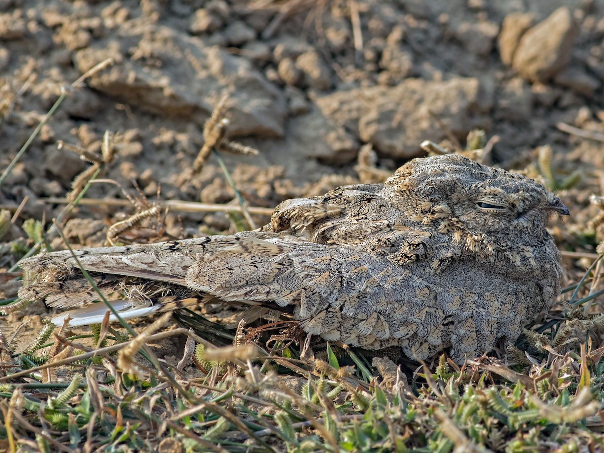 Sykes's Nightjar - Caprimulgus mahrattensis - Birds of the World