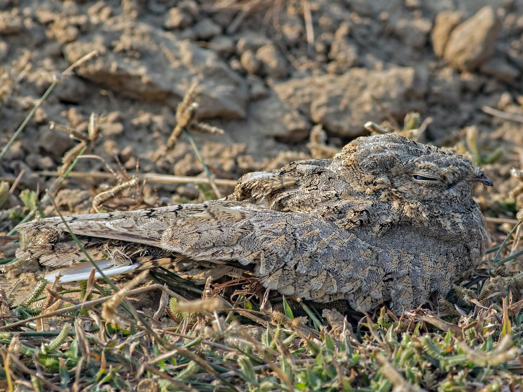 Sykes's Nightjar - eBird
