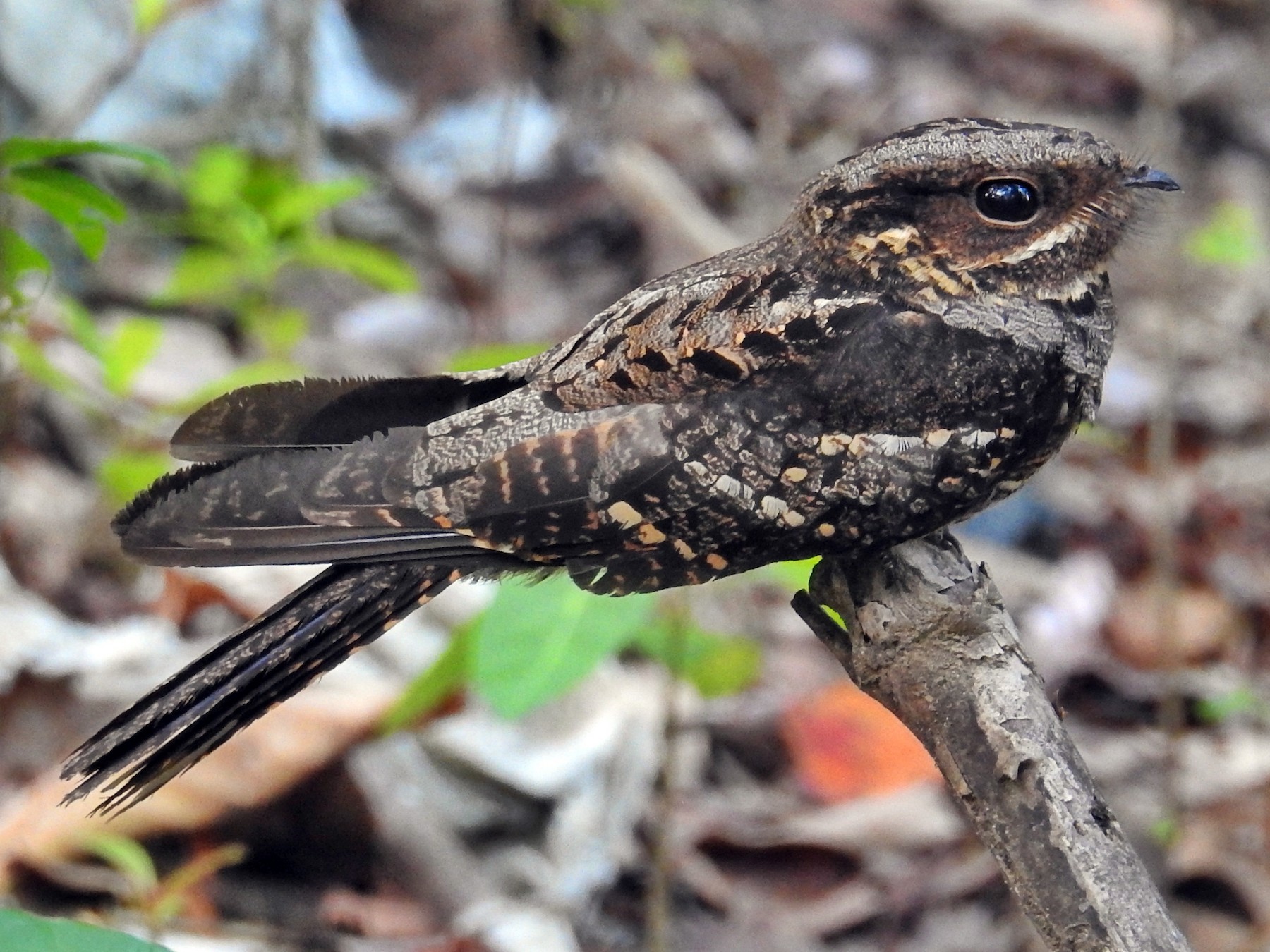 Andaman Nightjar - eBird