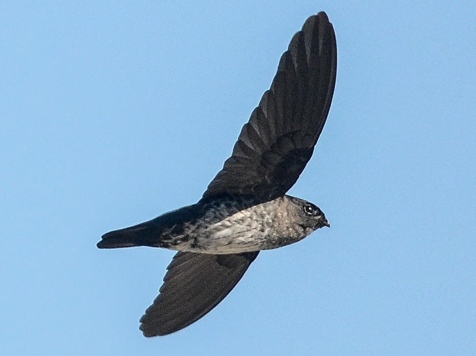 Plume-toed Swiftlet - eBird
