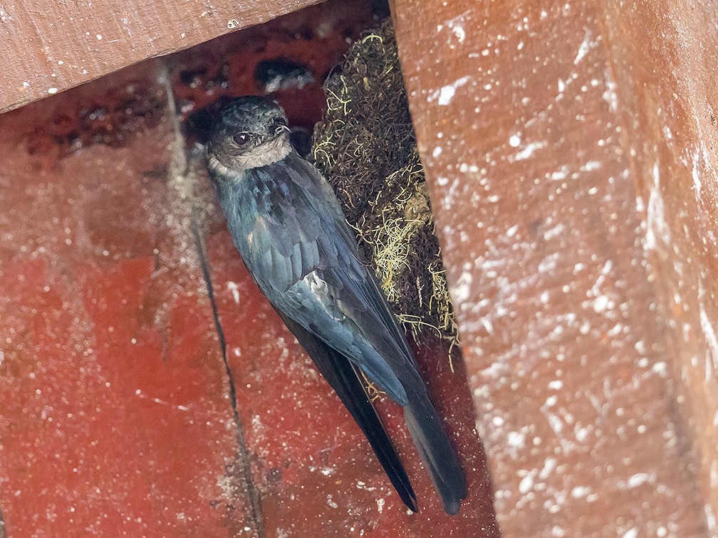Plume-toed Swiftlet - eBird