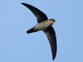 Swiftlet Bird