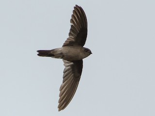 Edible-nest Swiftlet (White-nest) - eBird