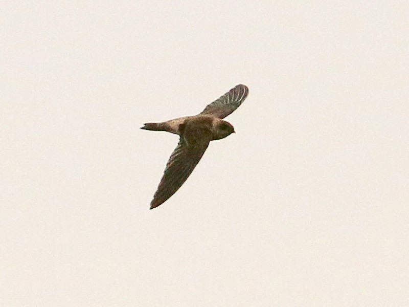 White-nest Swiftlet - eBird