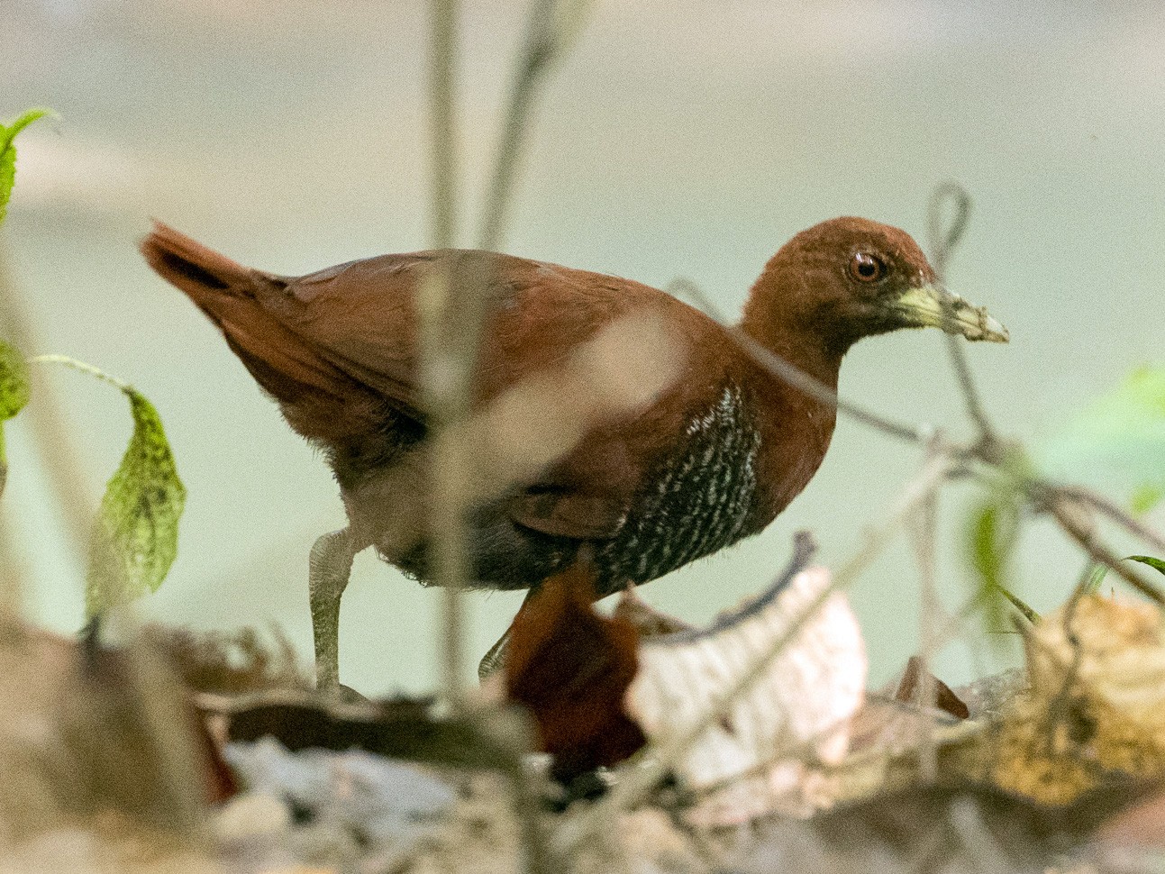 Andaman Crake - eBird