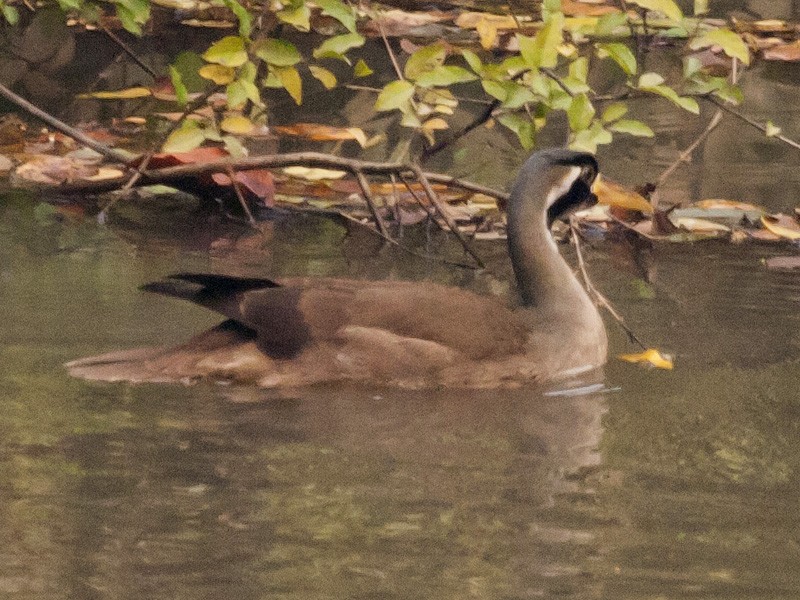 Masked Finfoot - eBird