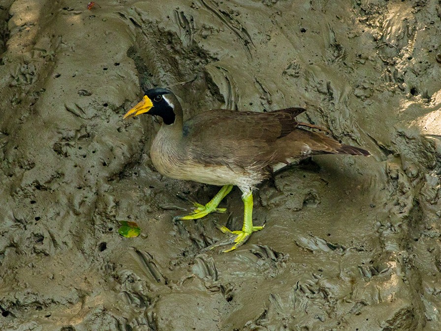 Masked Finfoot - eBird