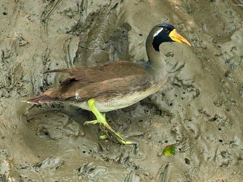 Masked Finfoot - eBird