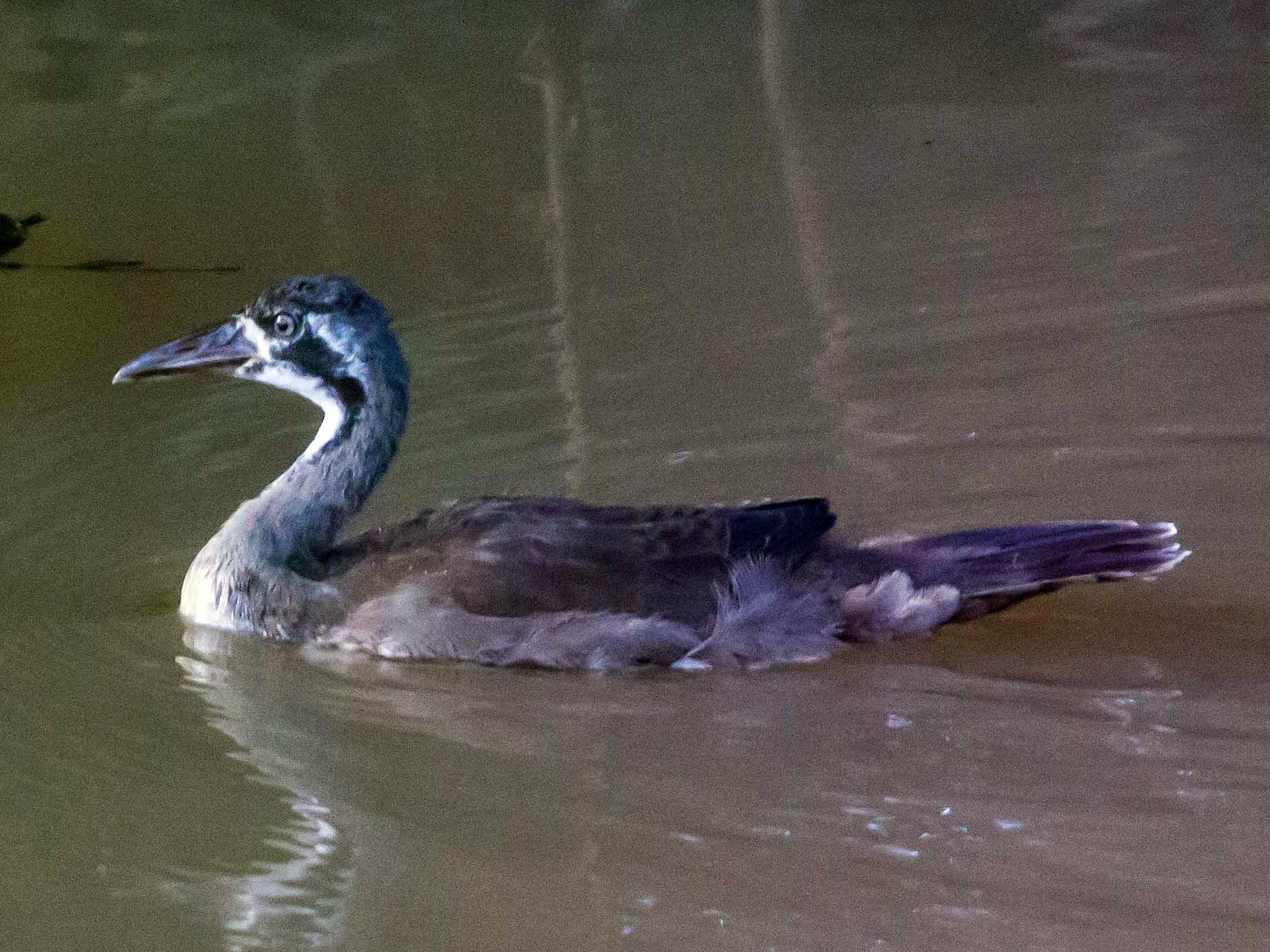 Masked Finfoot - eBird