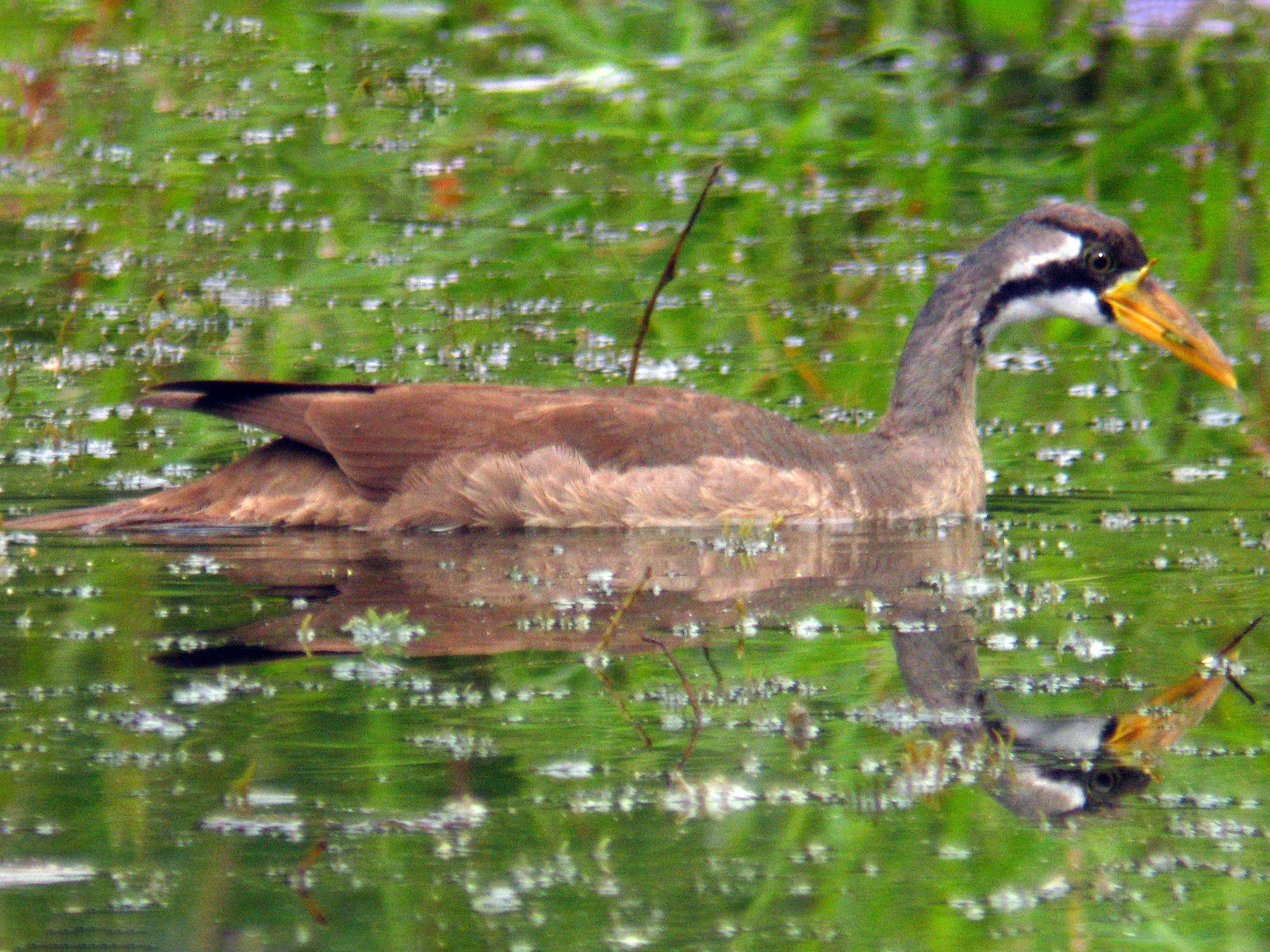 Masked Finfoot - eBird
