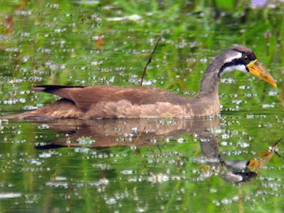 Masked Finfoot - eBird