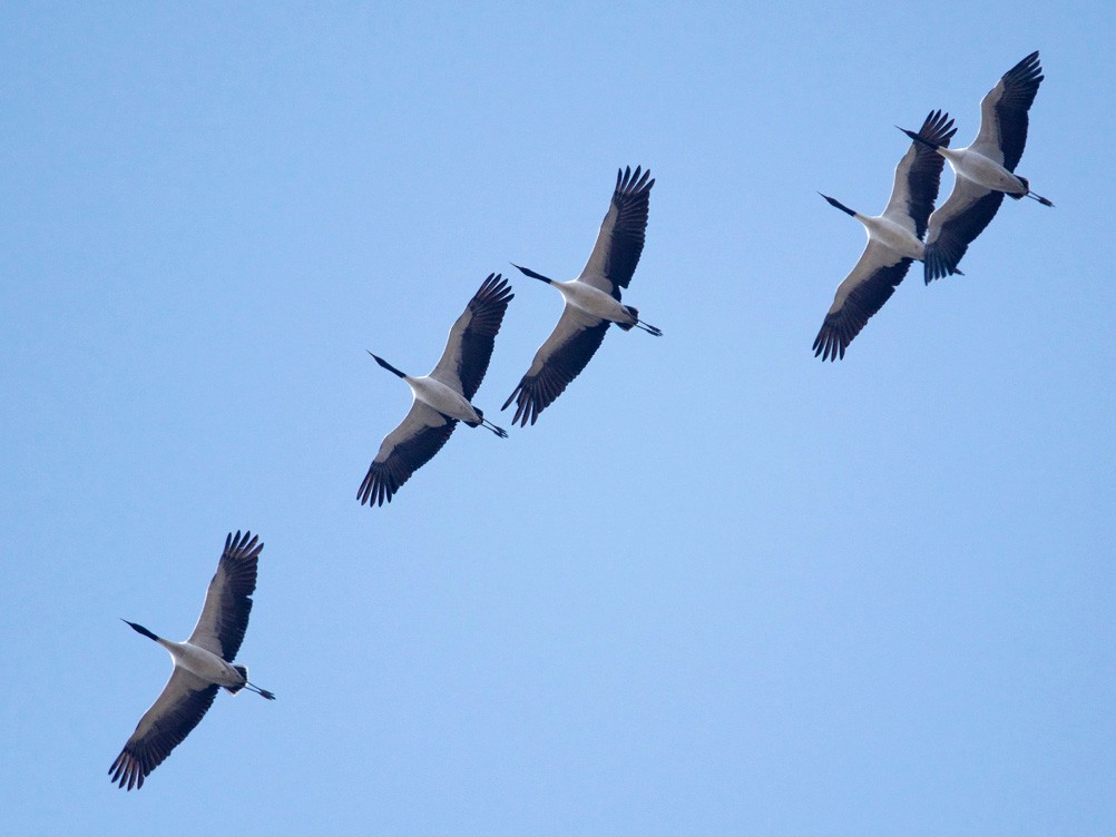 Black-necked Crane - eBird