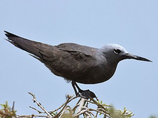 Lesser Noddy - Anous tenuirostris - Birds of the World